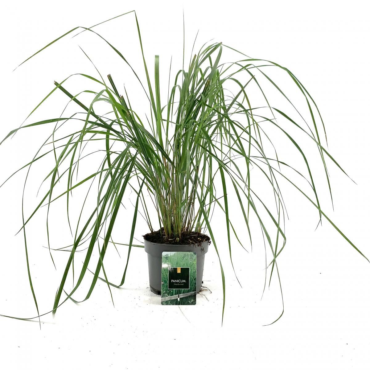 Panicum virgatum 'Northwind' — Plant Wholesale FlorAccess