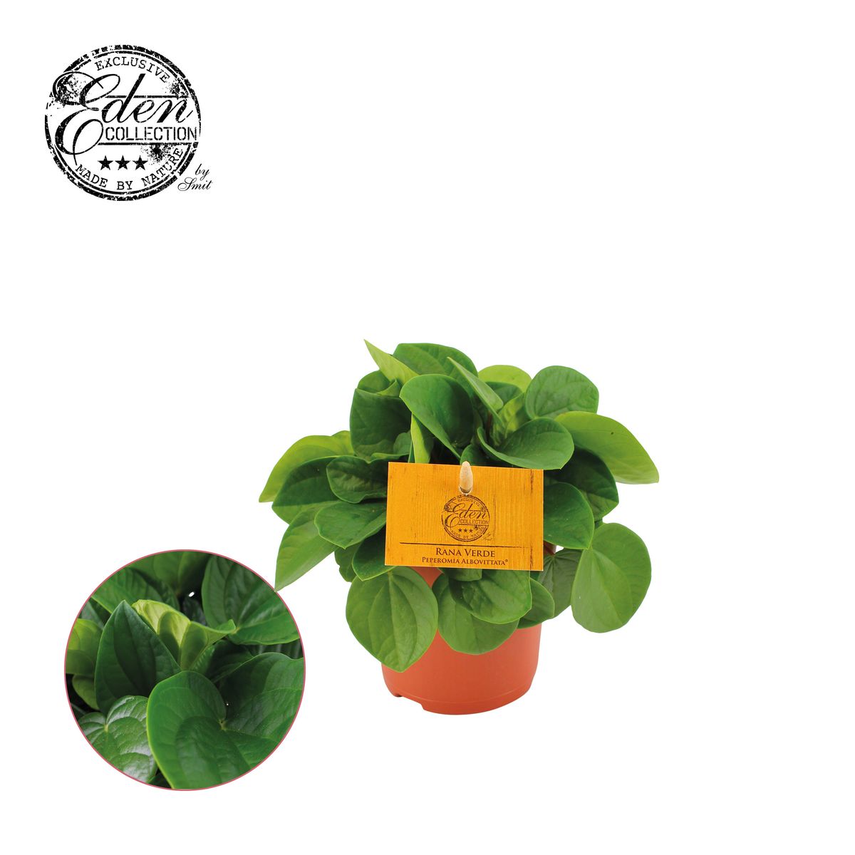Peperomia albovittata 'Rana Verde' — Plant Wholesale FlorAccess