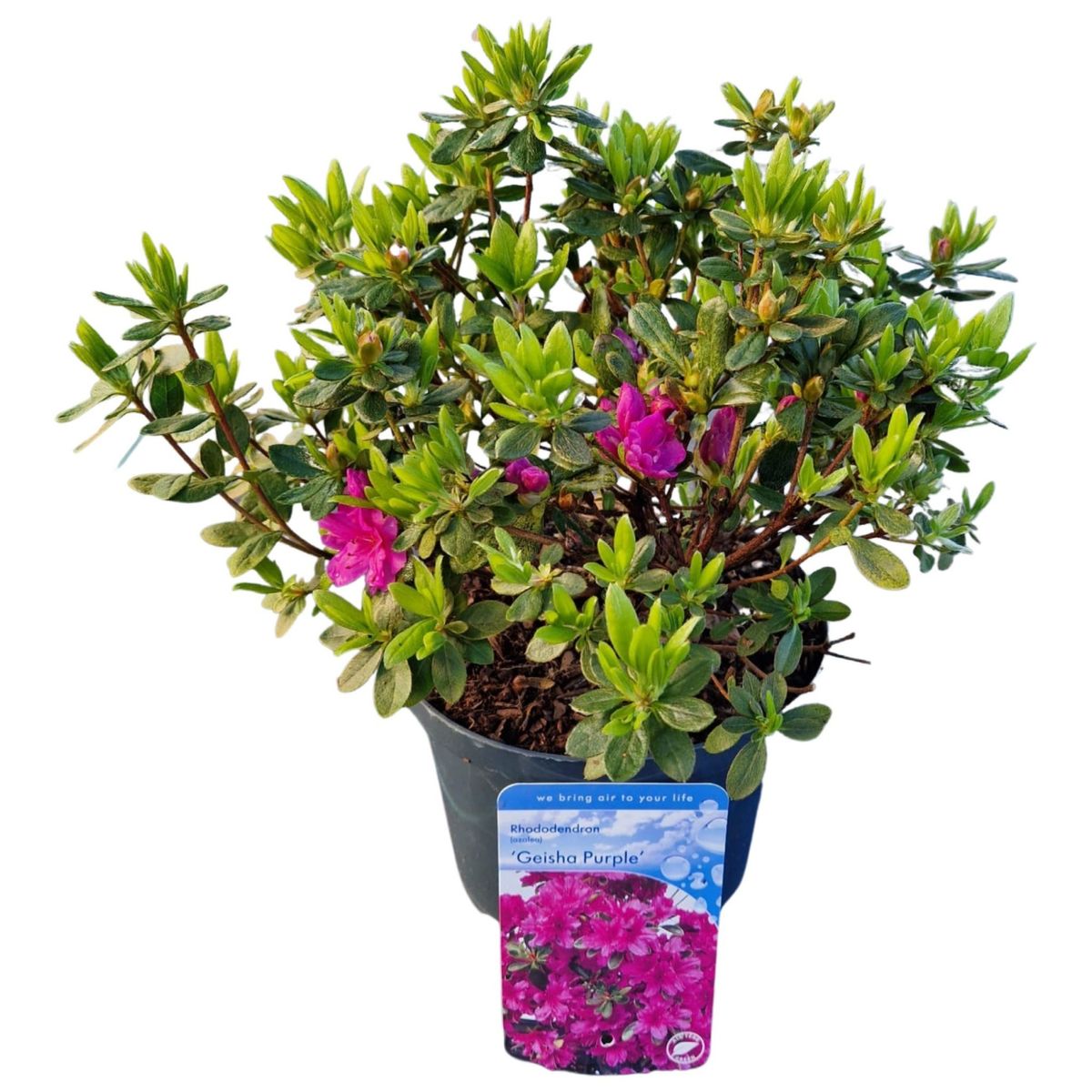 Rhododendron GEISHA PURPLE — Plant Wholesale FlorAccess
