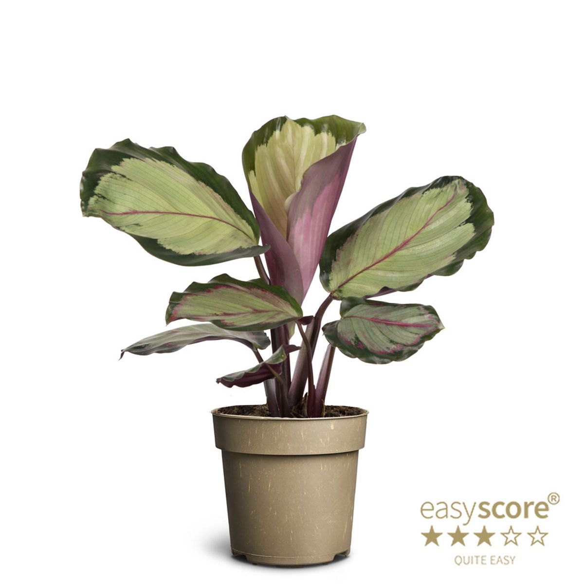 Calathea 'Corona' — Plant Wholesale FlorAccess