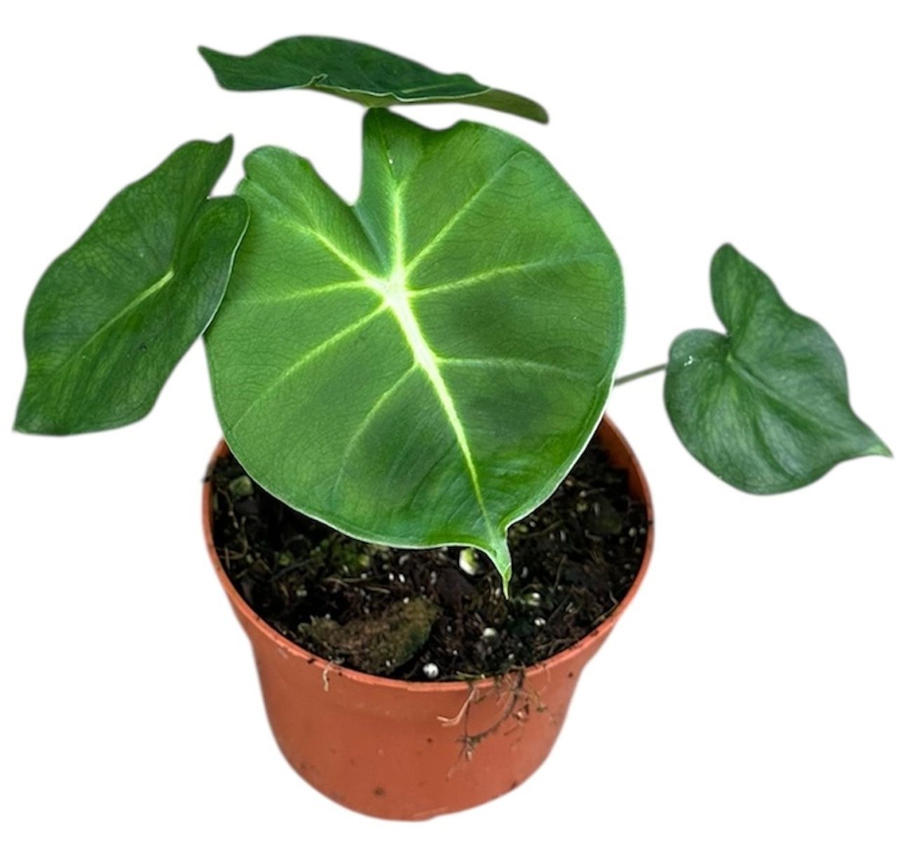 Alocasia micholitziana ROUND TYPE — Plant Wholesale FlorAccess