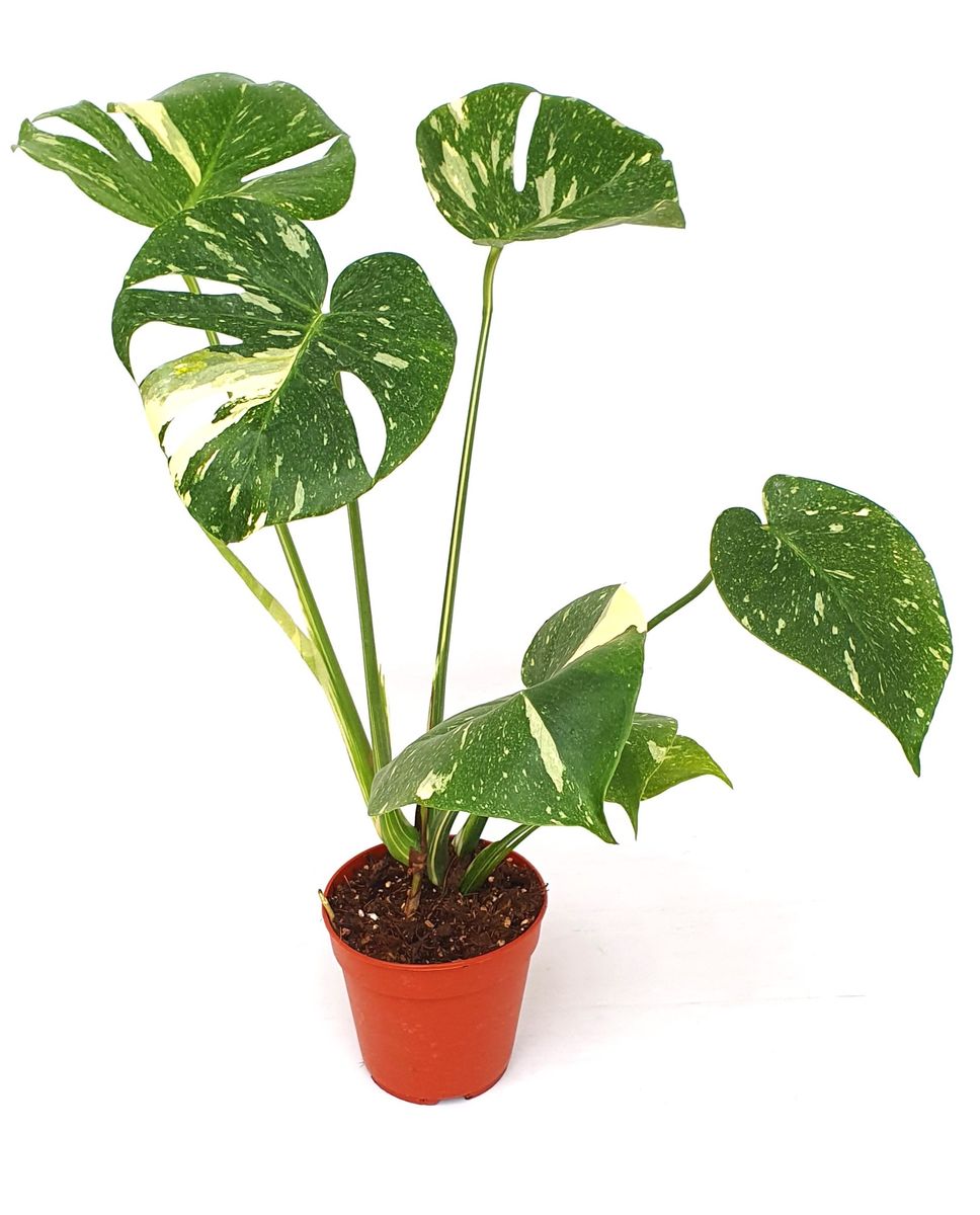 Monstera 'Thai Constellation' — Plant Wholesale FlorAccess