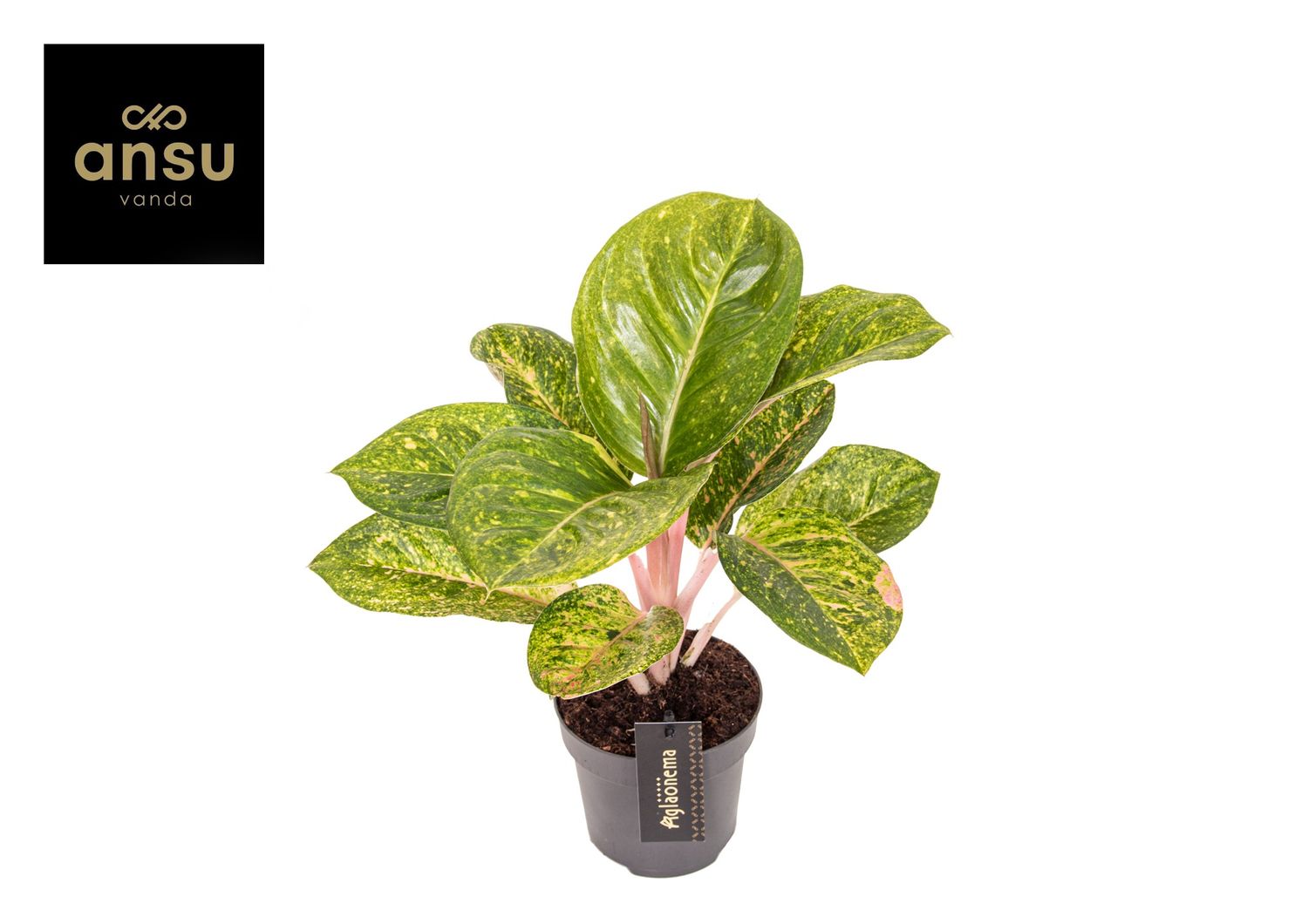 Aglaonema 'Apple Green' — Plant Wholesale FlorAccess