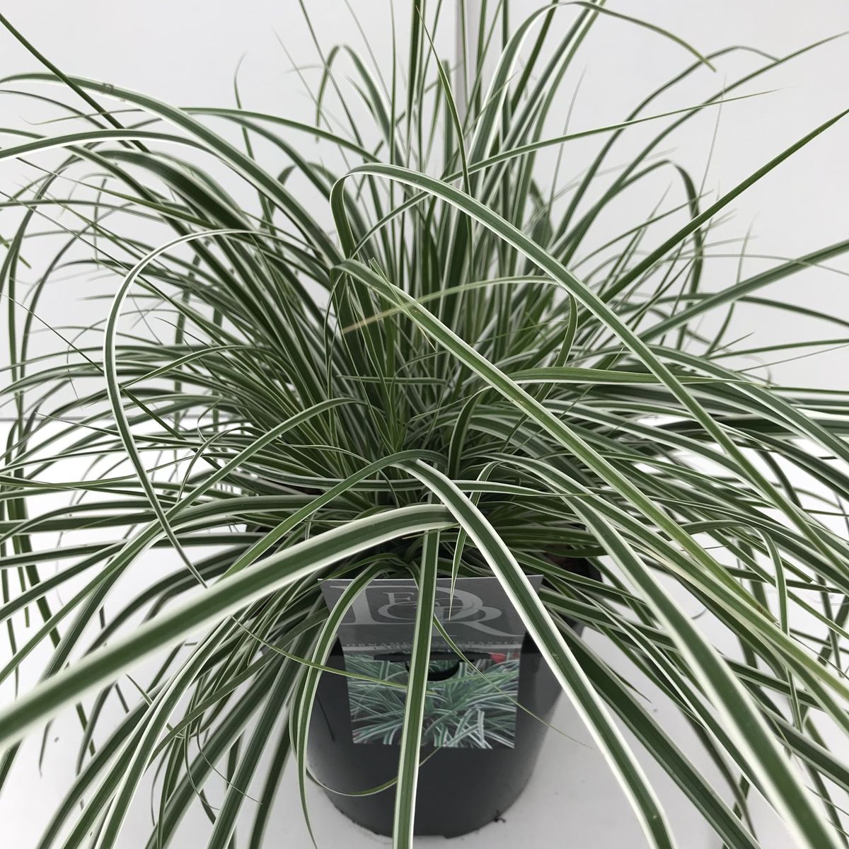 Carex oshimensis EVERCOLOR EVEREST — Plant Wholesale FlorAccess