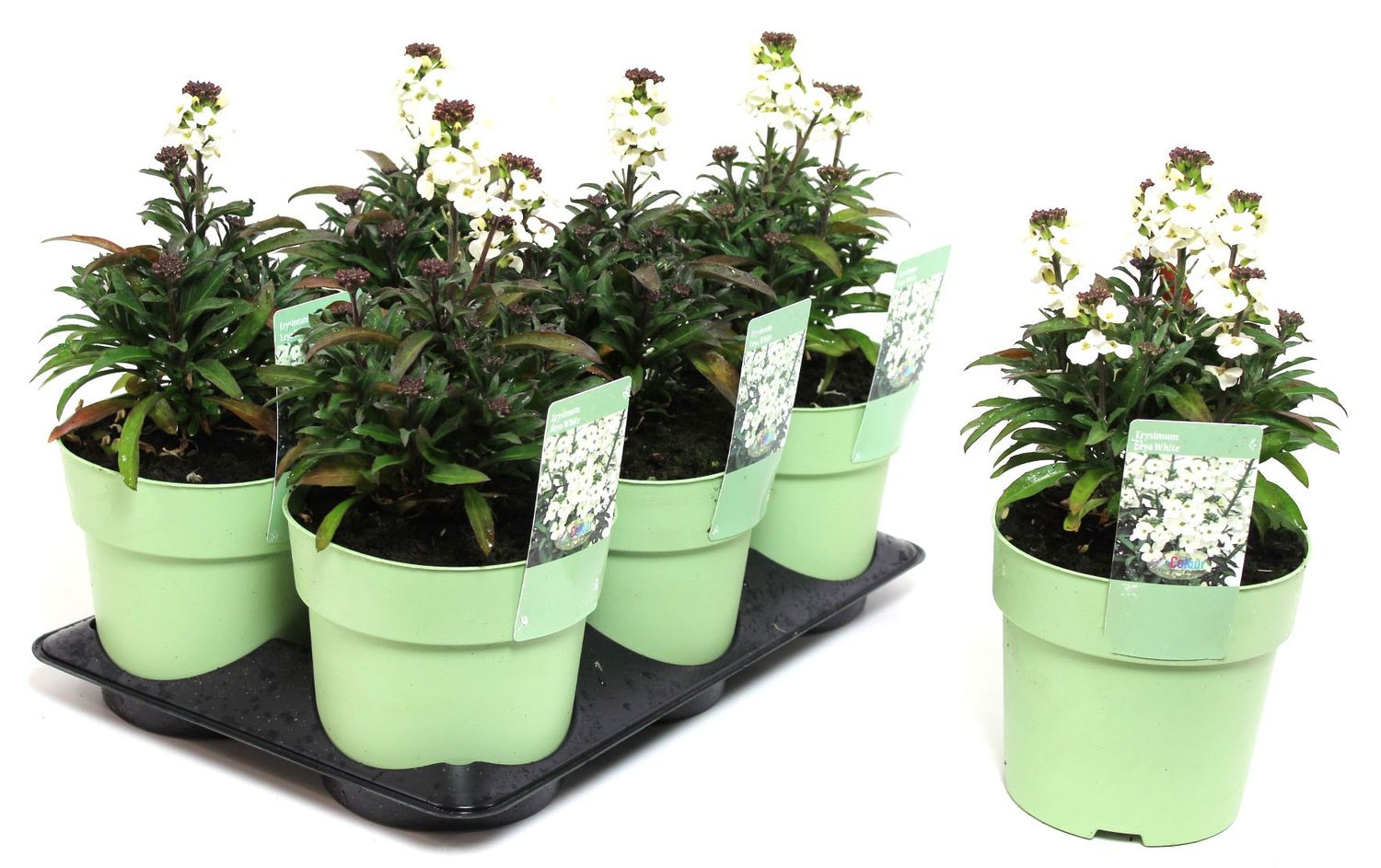 Erysimum LEYA WHITE — Grossiste en Plantes FlorAccess