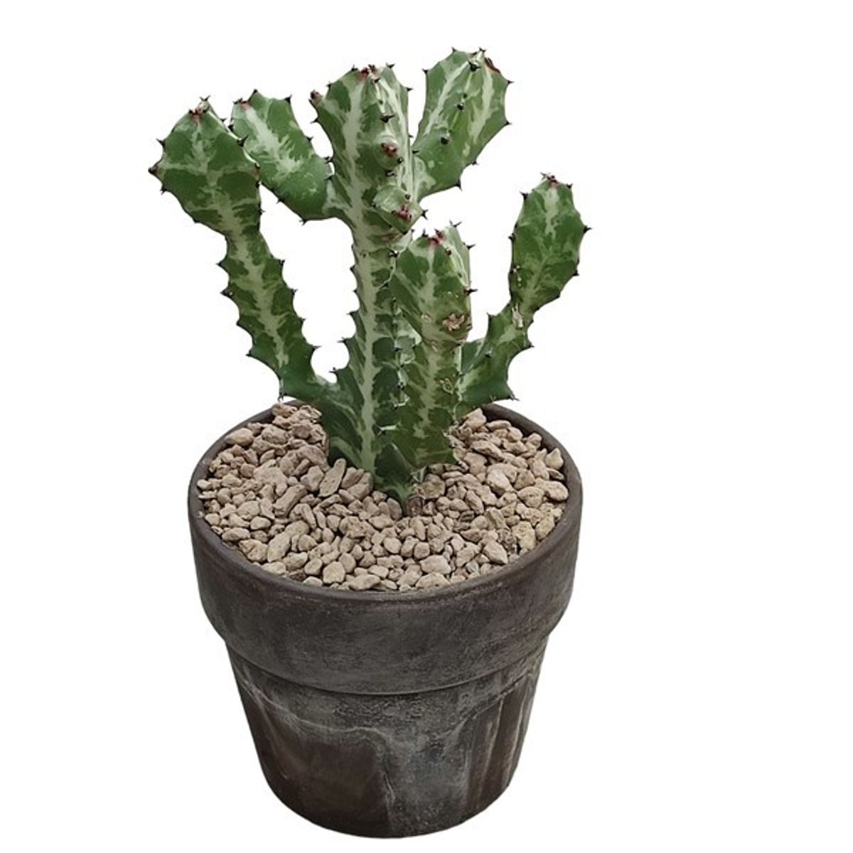 Euphorbia lactea — Plant Wholesale FlorAccess