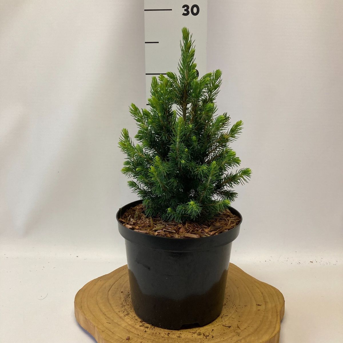 Picea glauca 'Daisy's White' — Plant Wholesale FlorAccess