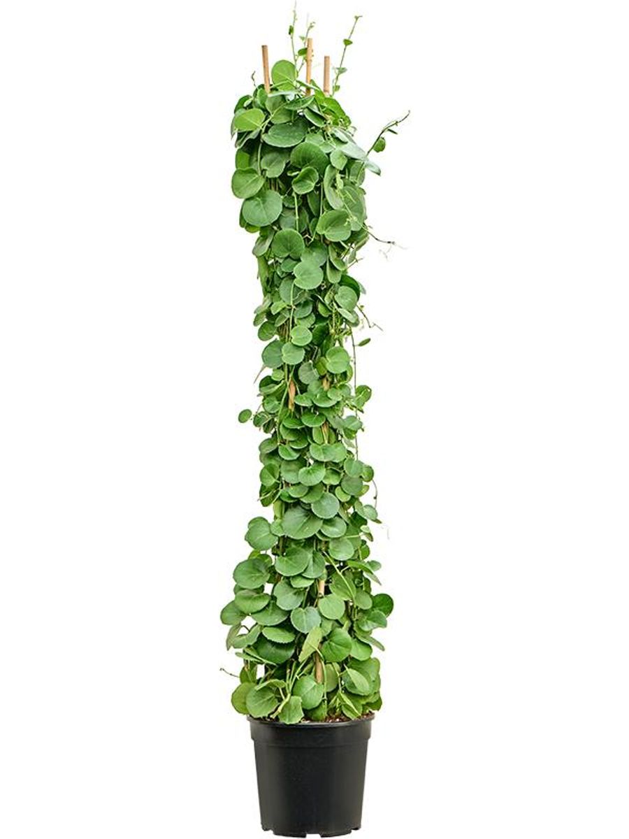 Cissus rotundifolia — Plant Wholesale FlorAccess