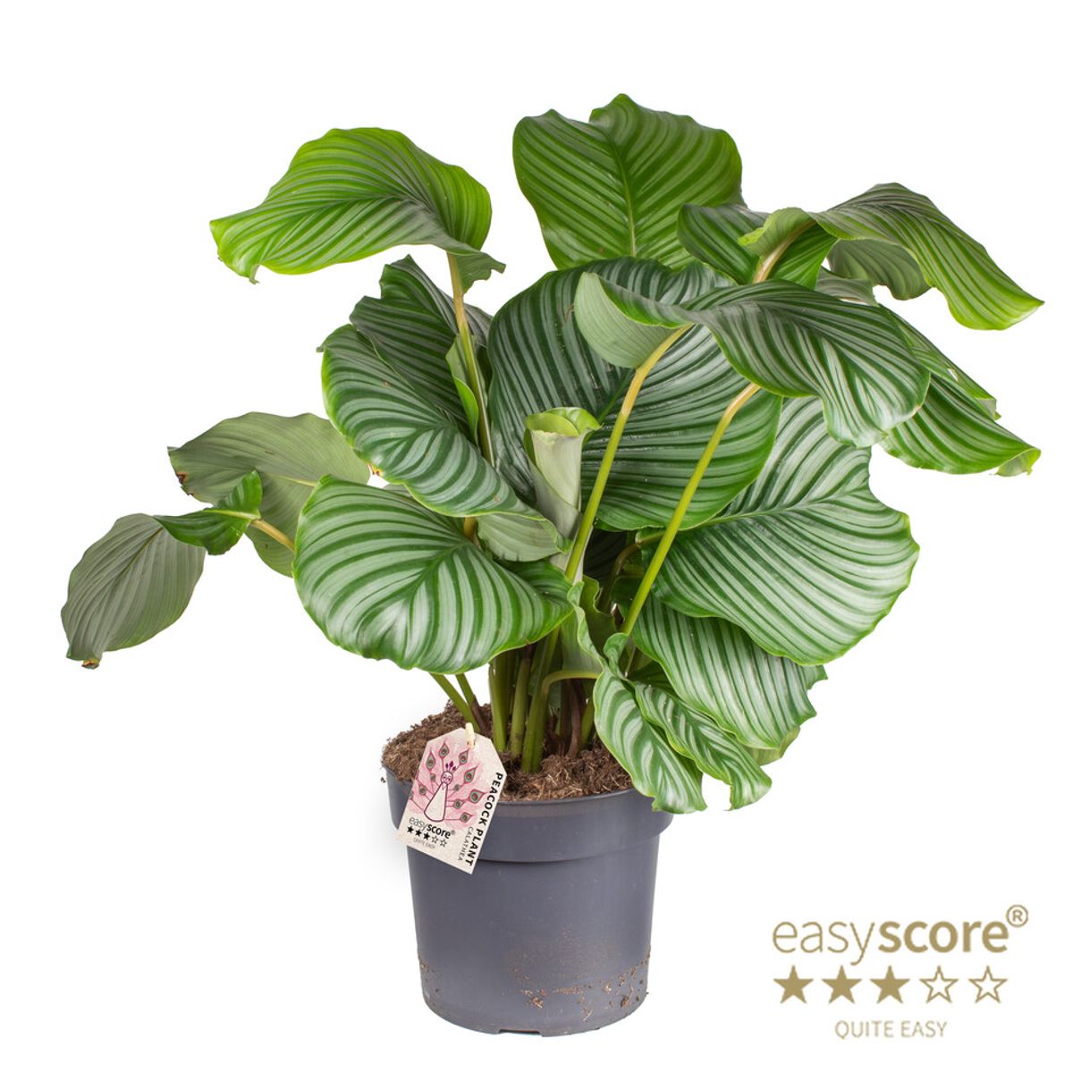 Calathea orbifolia — Plant Wholesale FlorAccess