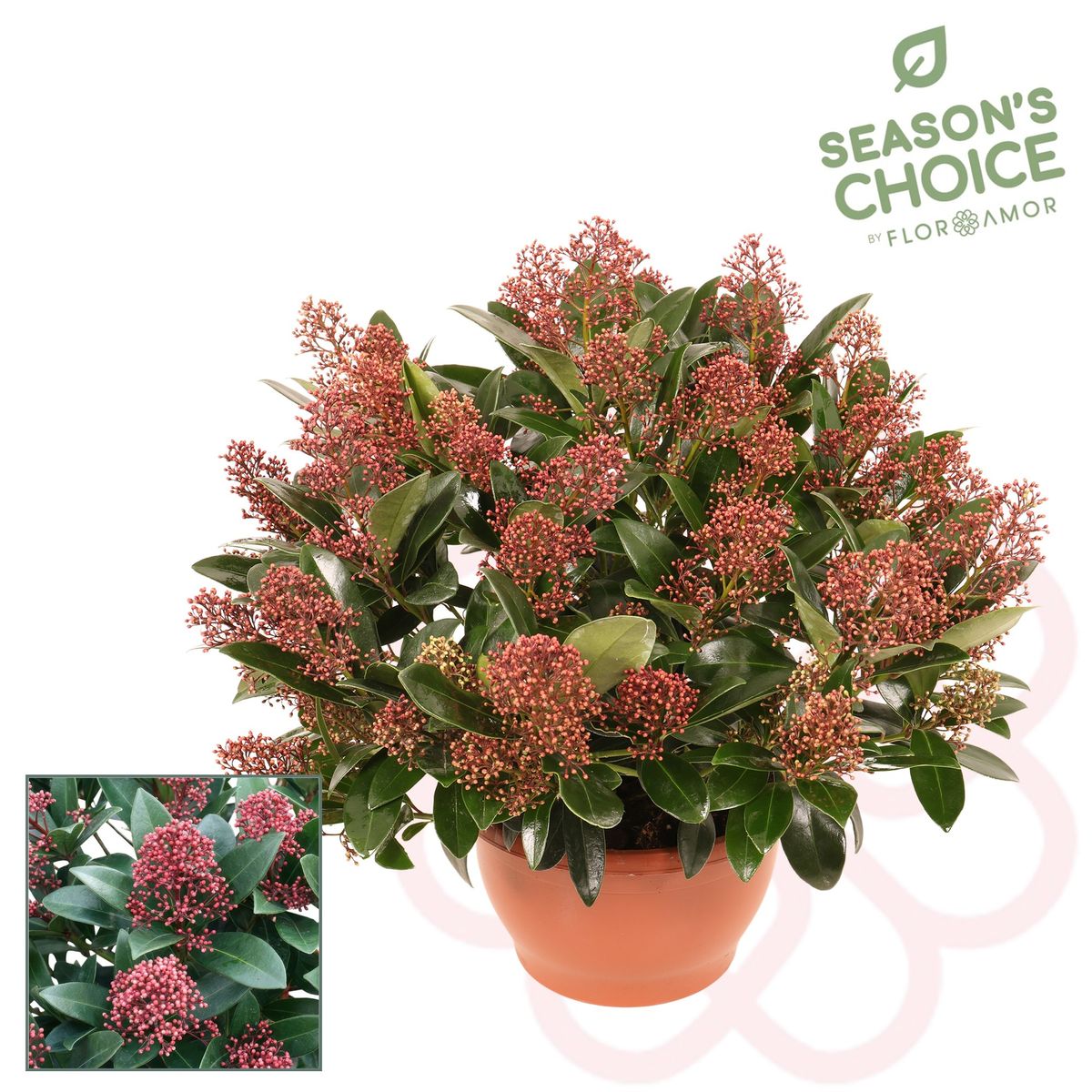 Skimmia japonica 'Rubella' — Plant Wholesale FlorAccess