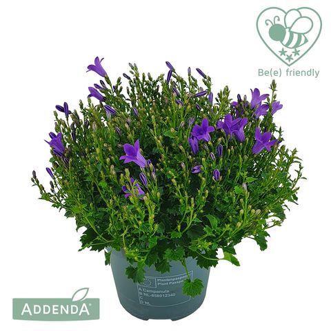 Campanula portenschlagiana AMBELLA INTENS PURPLE — Plant Wholesale ...