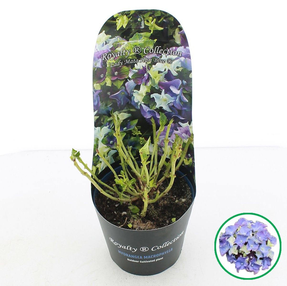 Hydrangea macrophylla ROYALTY COLLECTION LADY MATA HARI BLUE — Plant ...