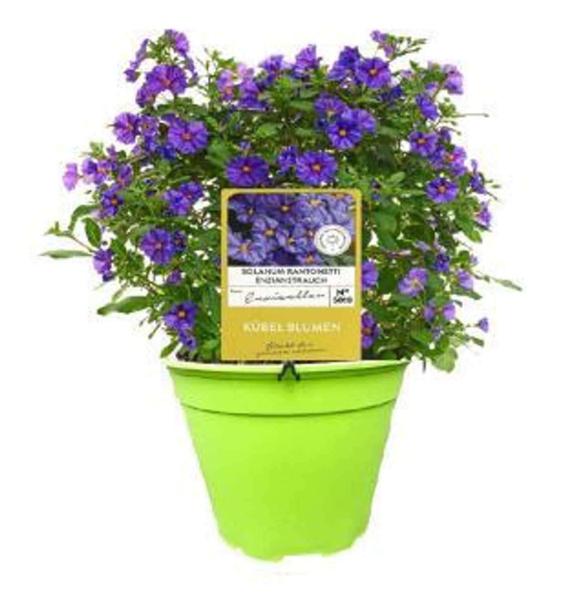Solanum rantonnetii — Plant Wholesale FlorAccess