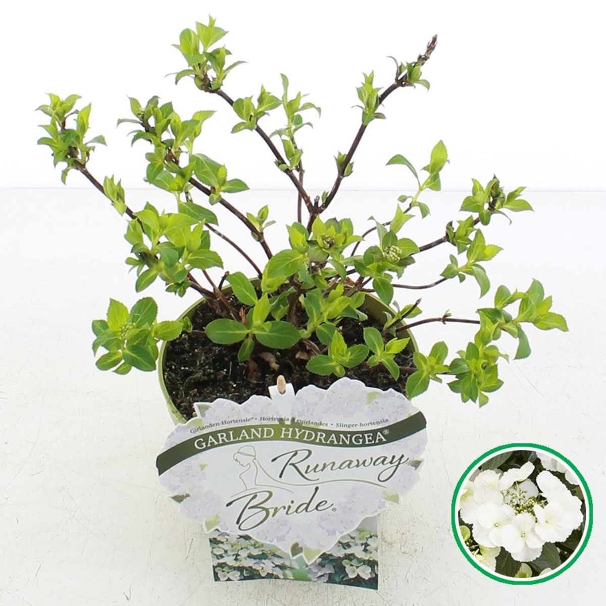 Hydrangea RUNAWAY BRIDE — Plant Wholesale FlorAccess