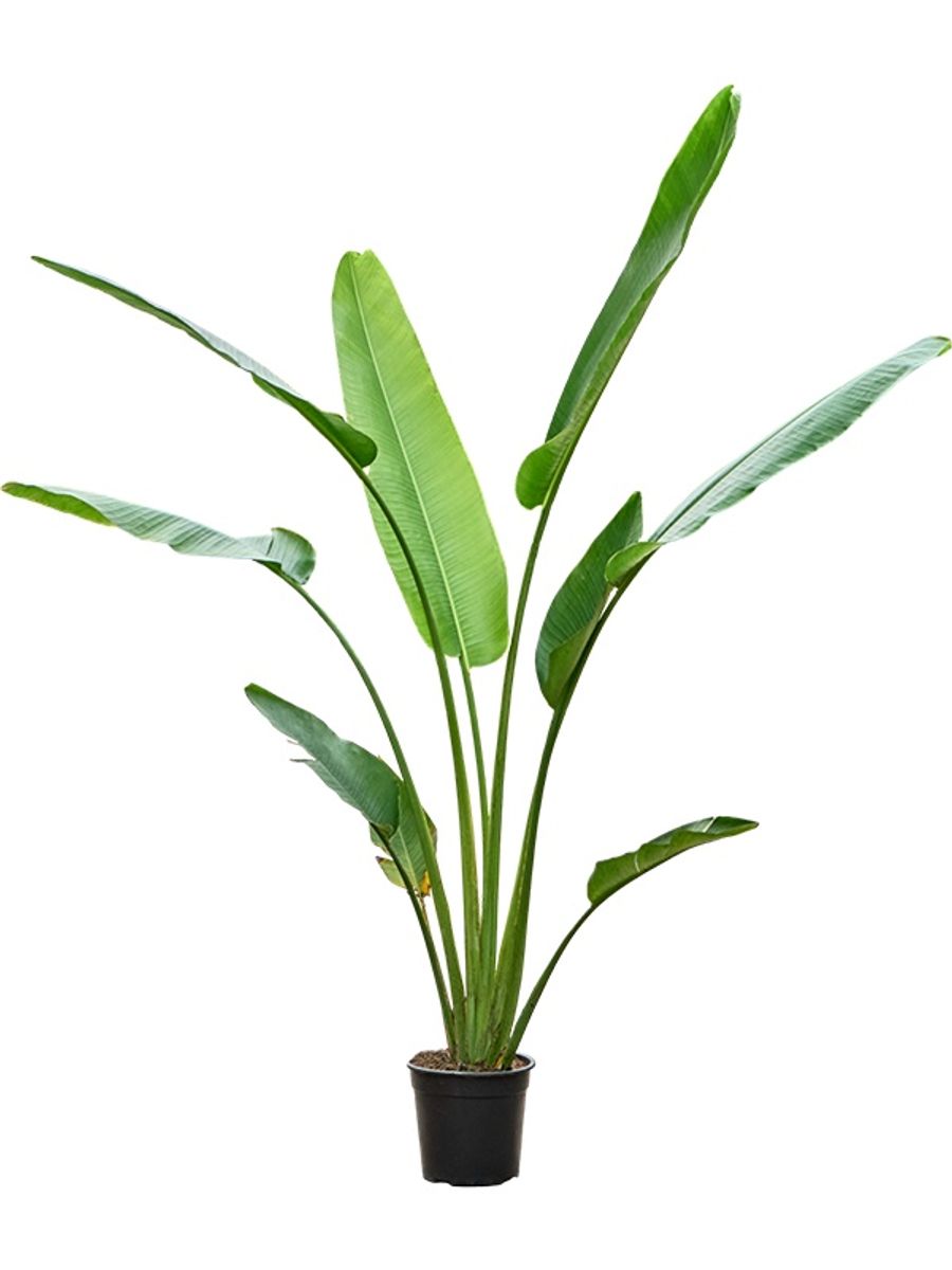 Ravenala madagascariensis — Plant Wholesale FlorAccess