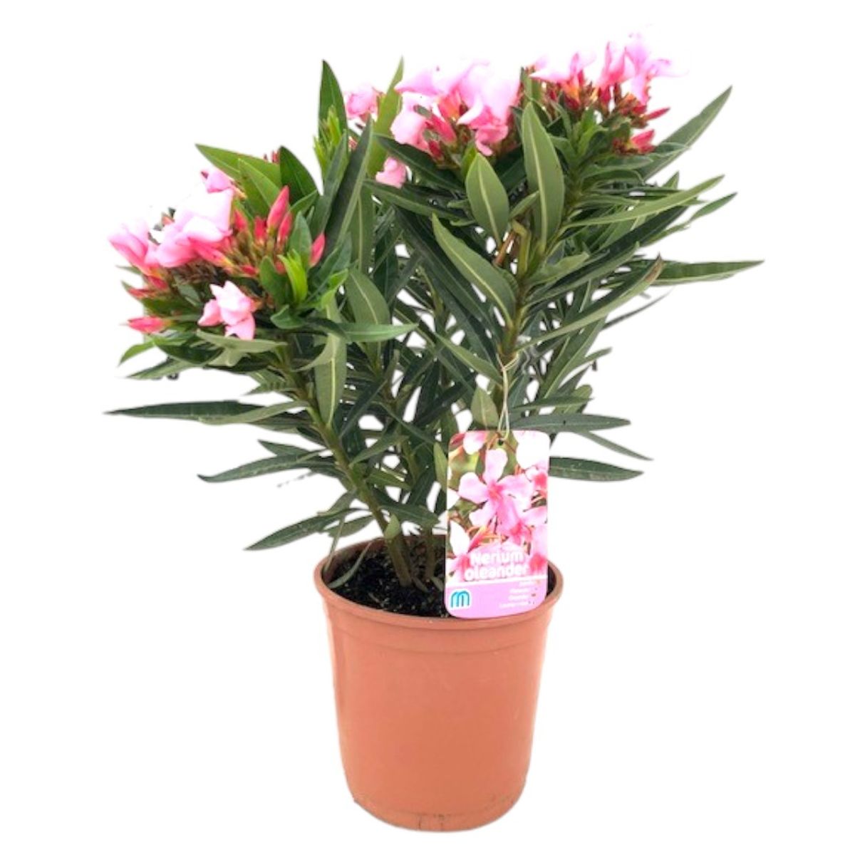 Nerium oleander — Plant Wholesale FlorAccess