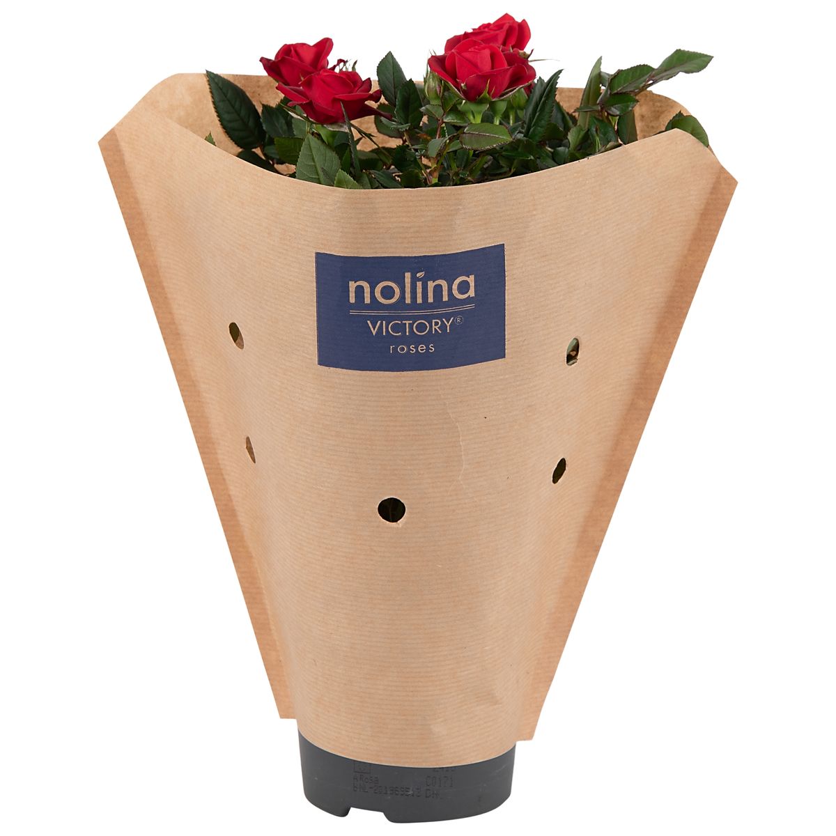 Rosa VICTORY — Plant Wholesale FlorAccess