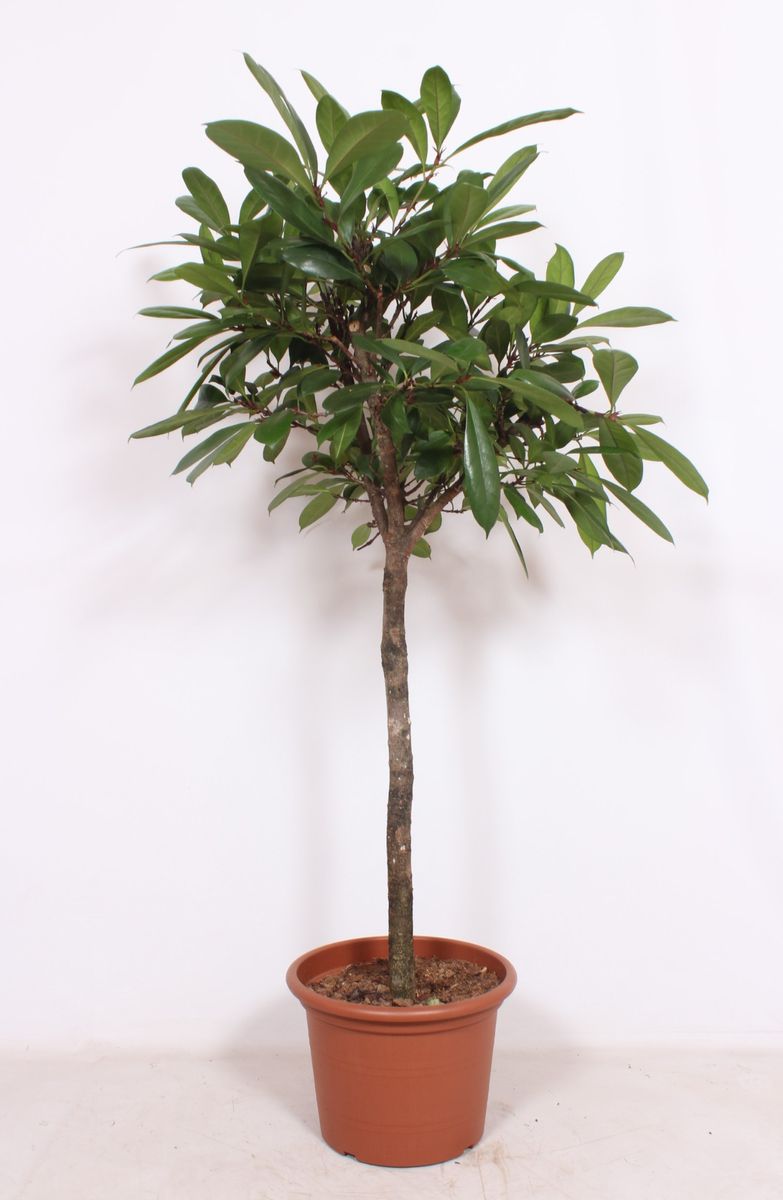 Ficus cyathistipula — Plant Wholesale FlorAccess