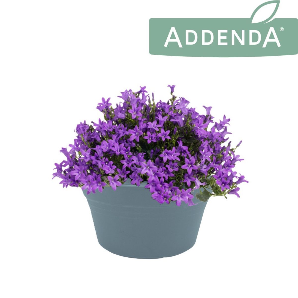 Campanula portenschlagiana AMBELLA INTENS PURPLE — Plant Wholesale ...