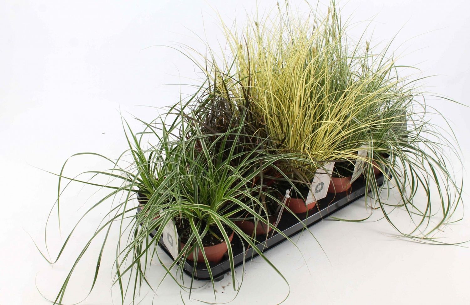 Carex MIX — Plant Wholesale FlorAccess