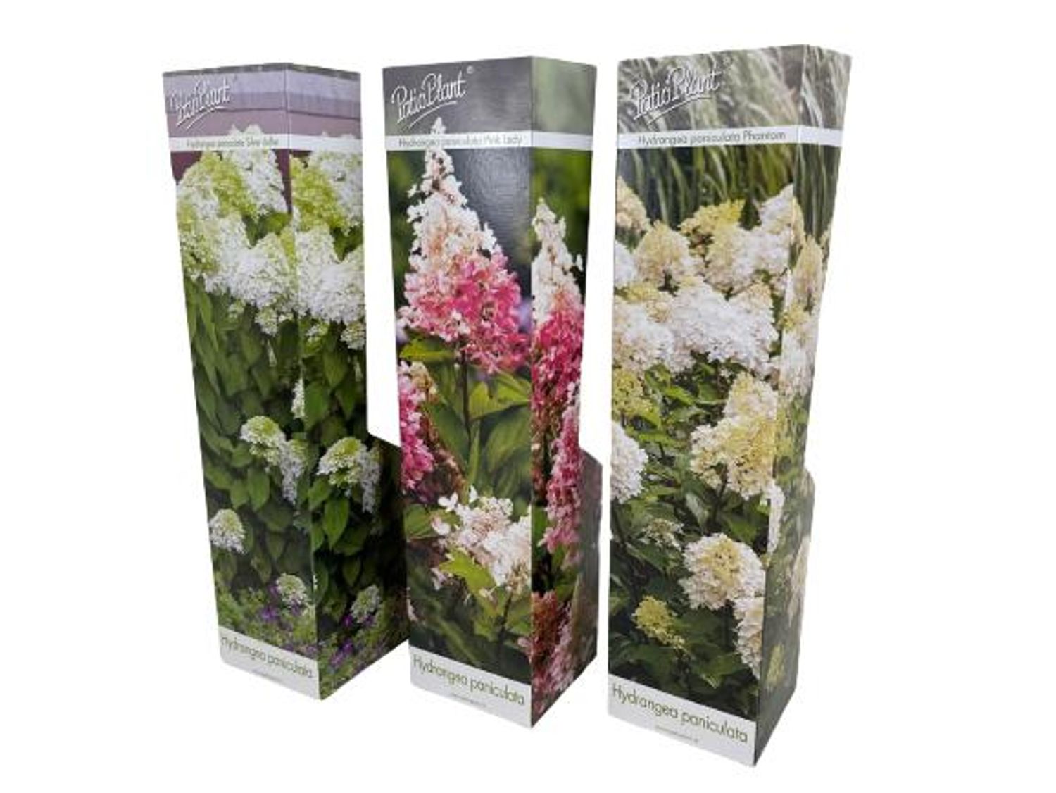 Hydrangea paniculata MIX — Plant Wholesale FlorAccess