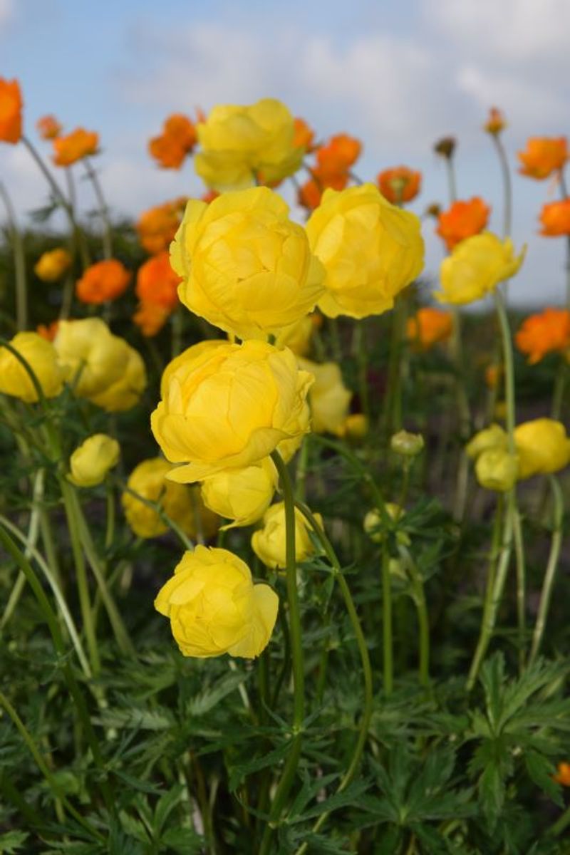Trollius 'Lemon Queen' — Plant Wholesale FlorAccess