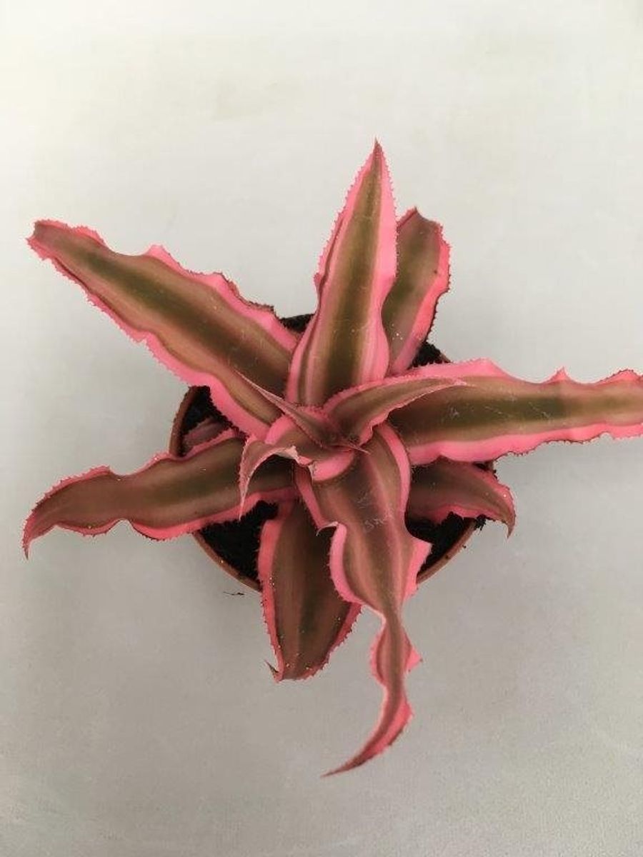 Cryptanthus bivittatus 'Pink Starlite' — Plant Wholesale FlorAccess