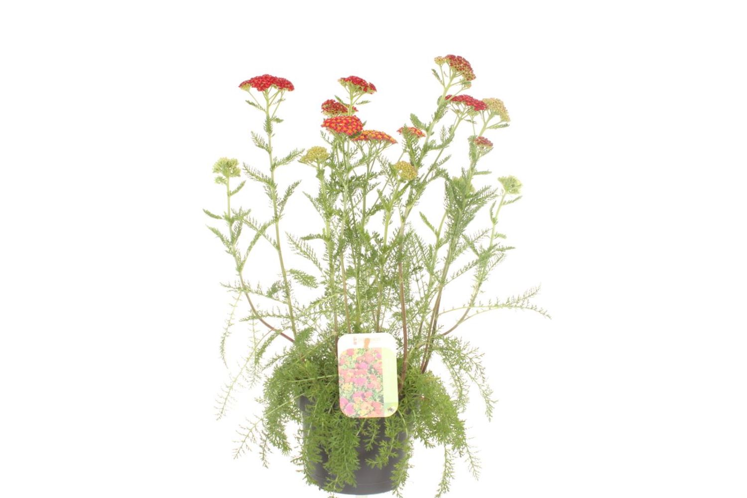 Achillea millefolium MILLY ROCK RED — Plant Wholesale FlorAccess