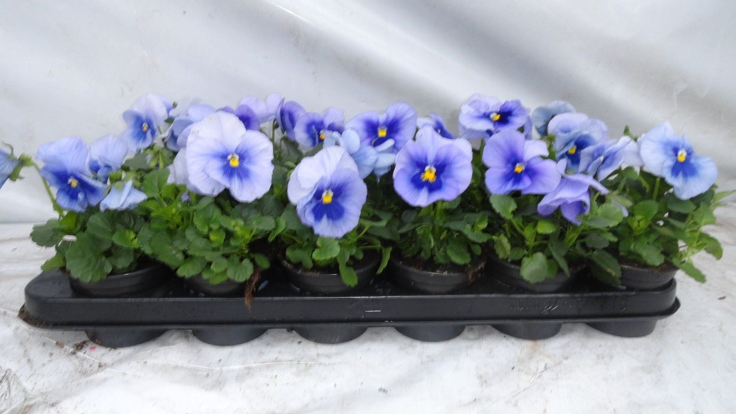 Viola x wittrockiana 'Delta Marina' — Plant Wholesale FlorAccess