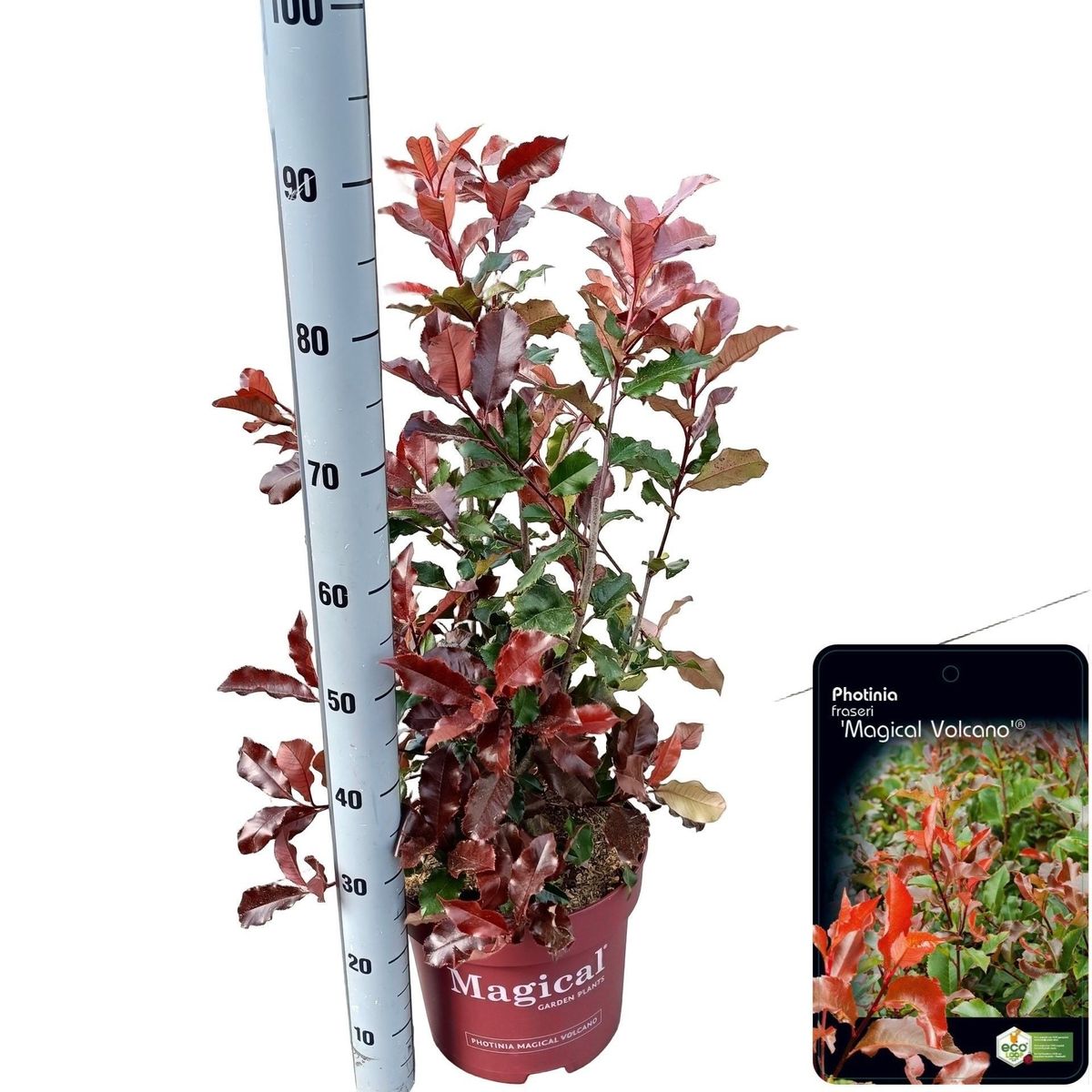 Photinia x fraseri MAGICAL VOLCANO — Plant Wholesale FlorAccess