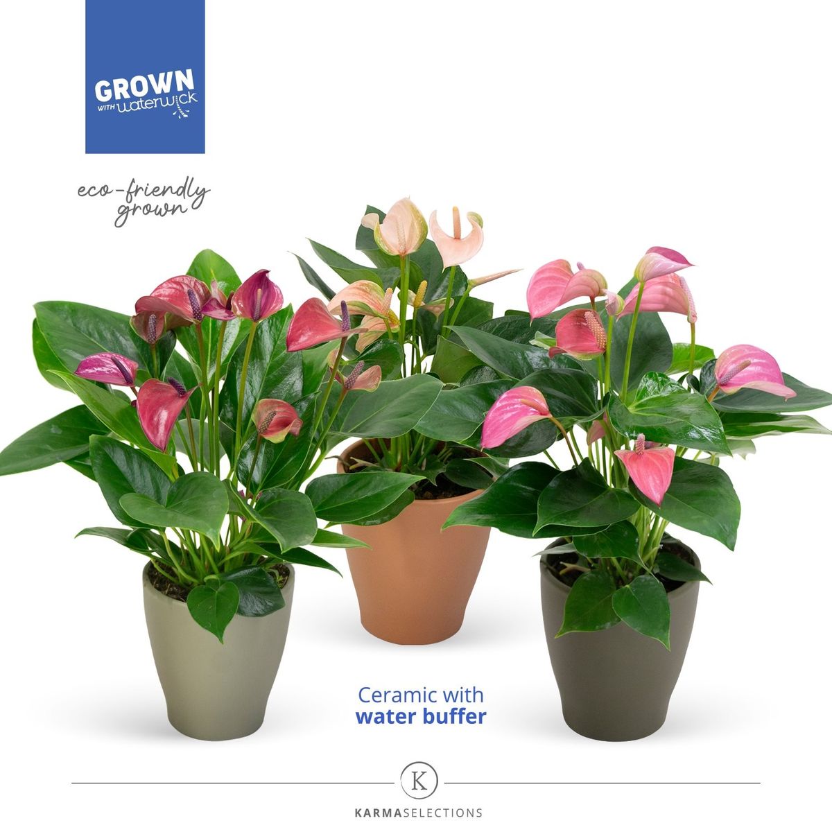 Anthurium MIX — Plant Wholesale FlorAccess