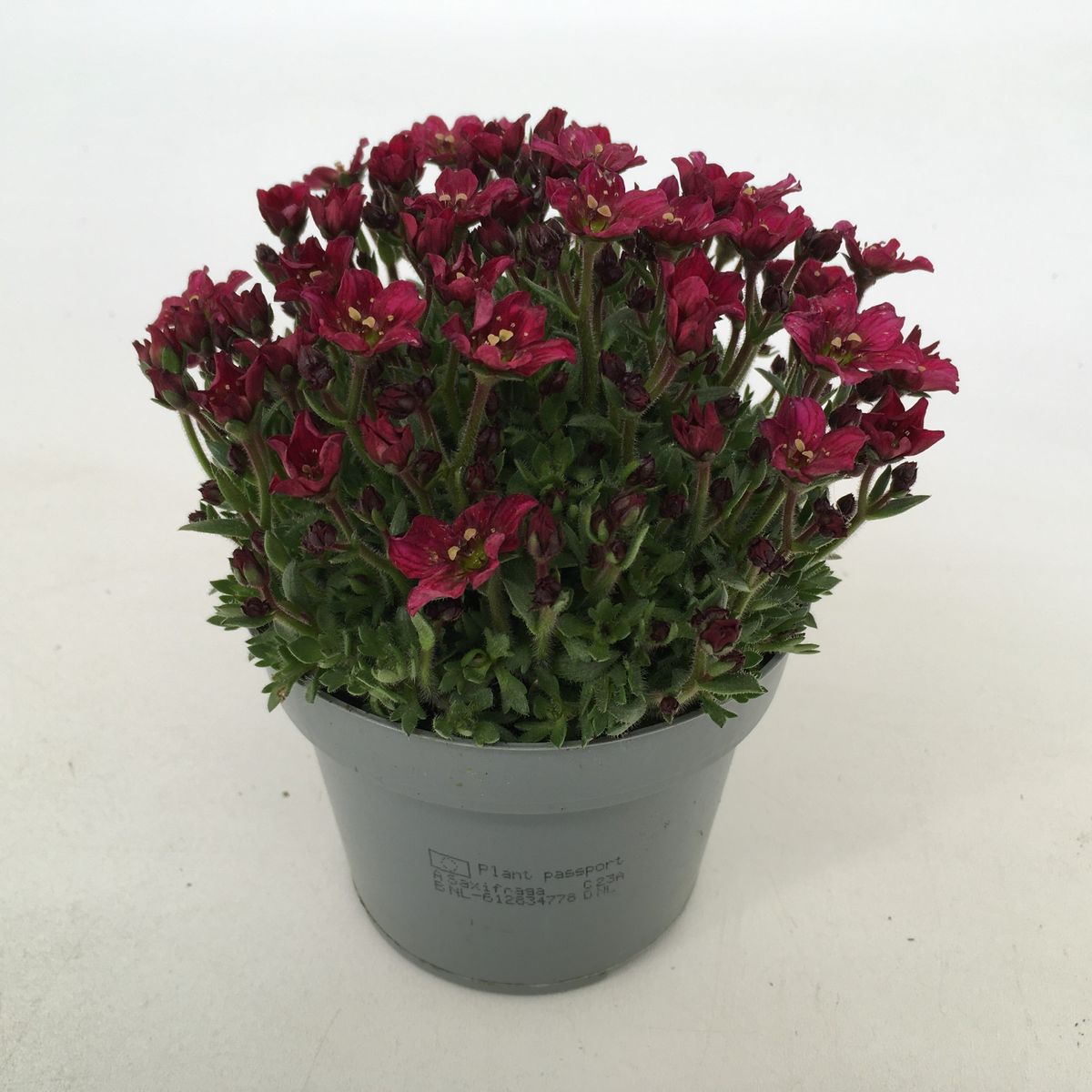 Saxifraga TOURAN DEEP RED — Plant Wholesale FlorAccess