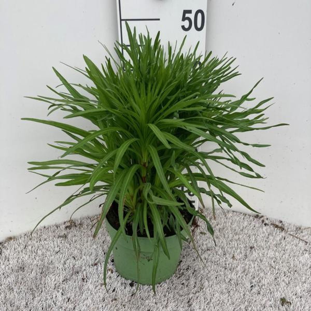 Liatris spicata 'Kobold' — Рослини оптом FlorAccess