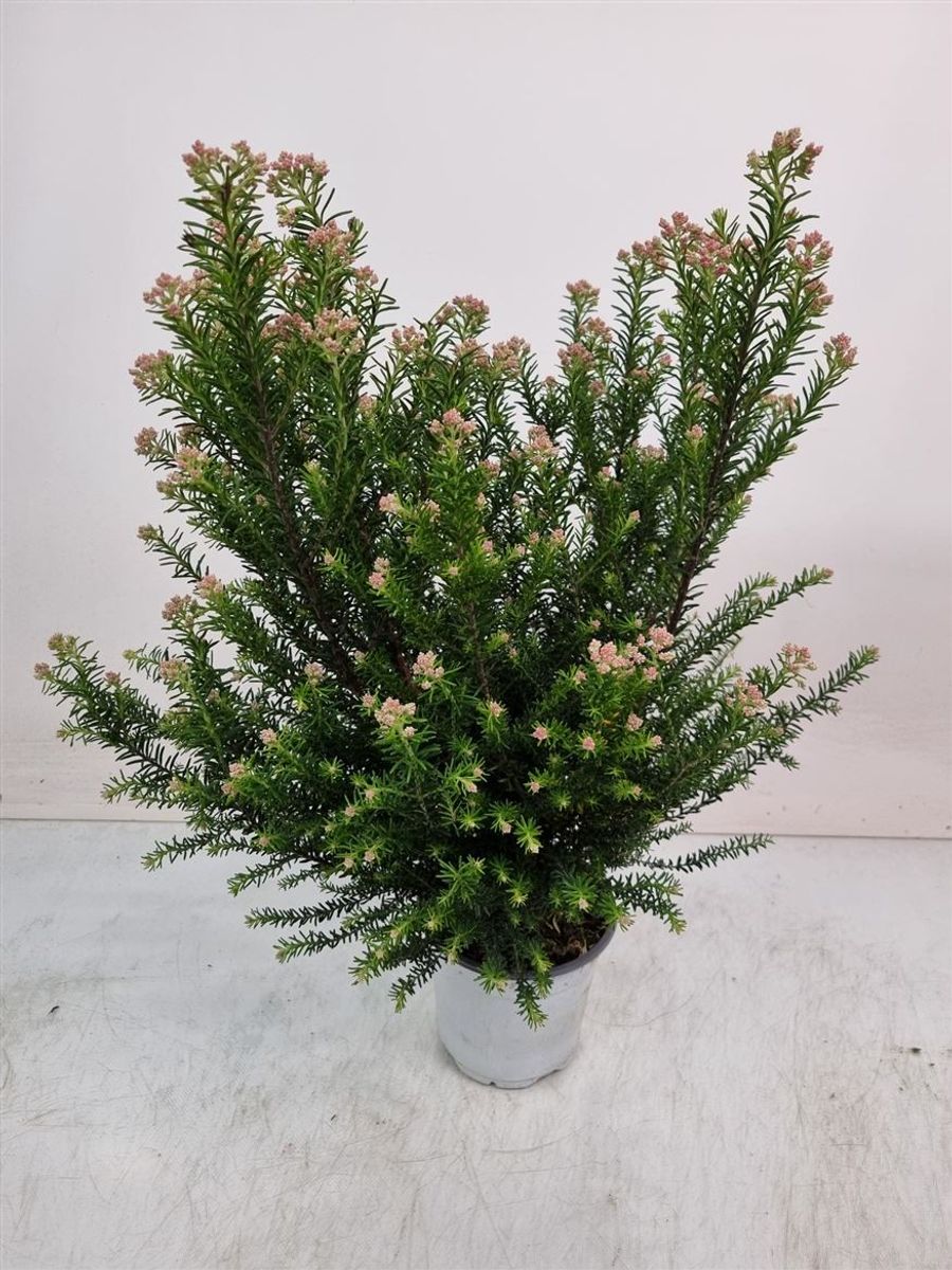 Ozothamnus diosmifolius — Plant Wholesale FlorAccess