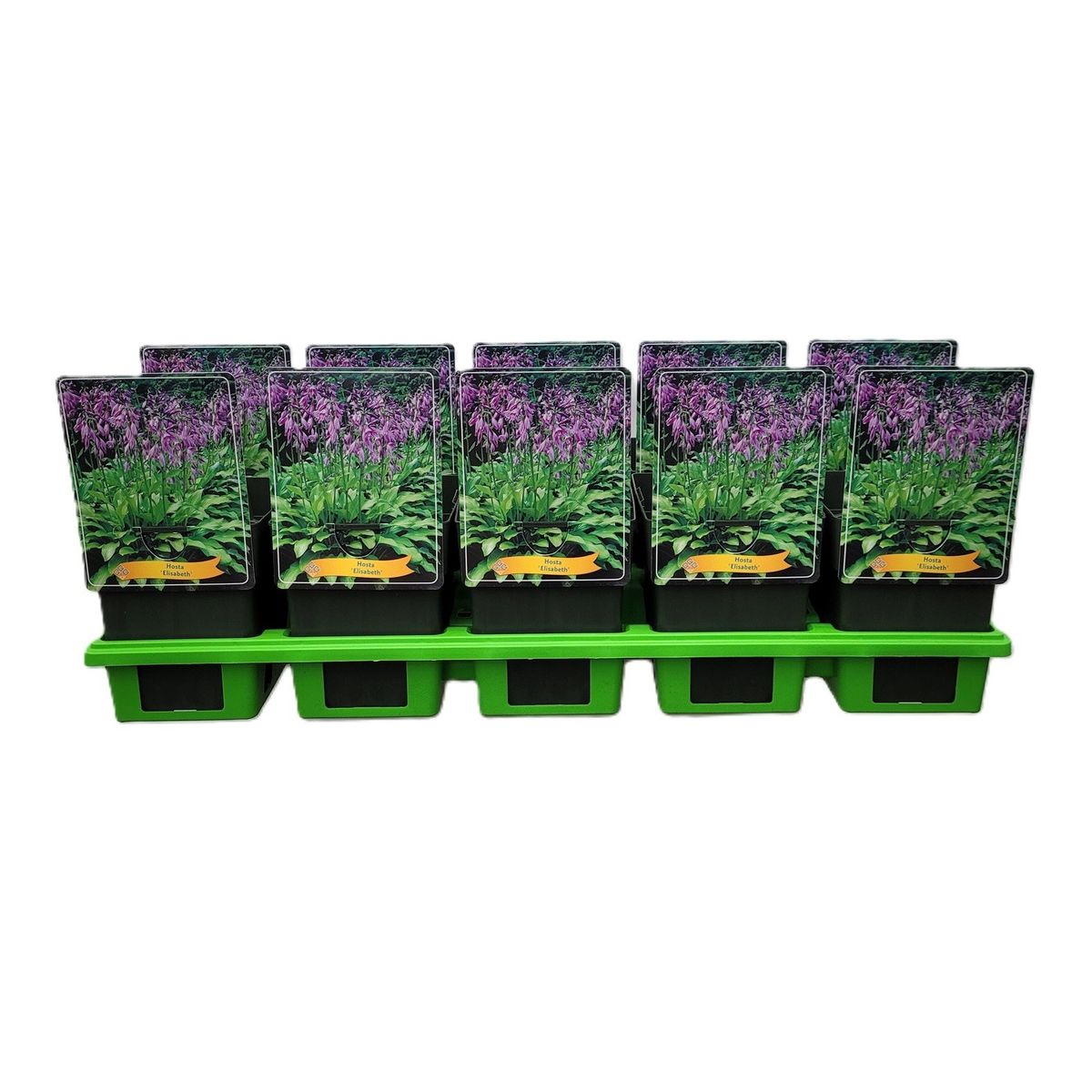 Hosta 'Elisabeth' — Plant Wholesale FlorAccess
