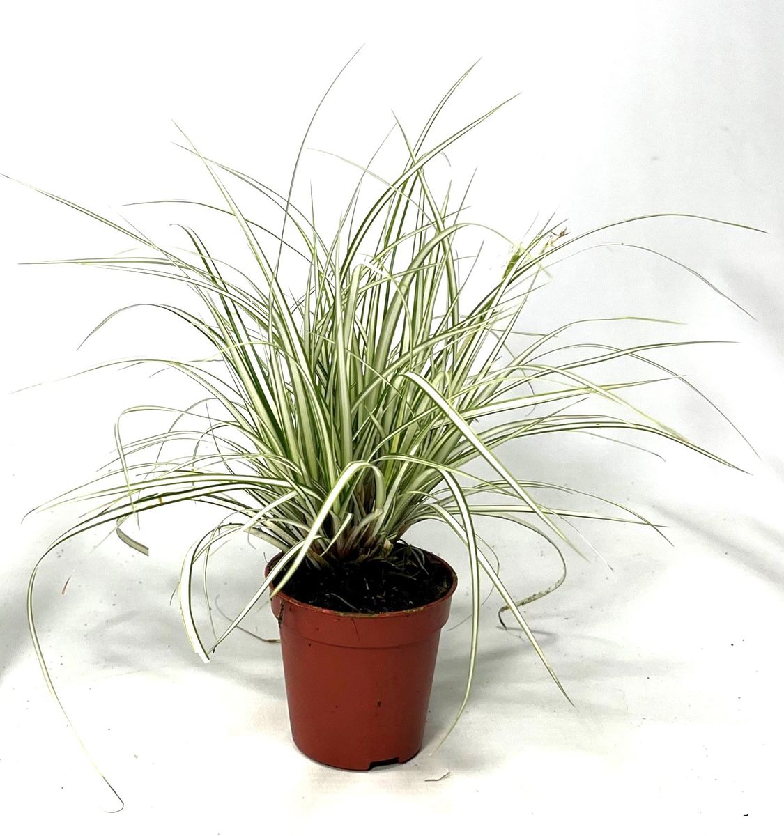 Carex Oshimensis Evergold — Plant Wholesale Floraccess