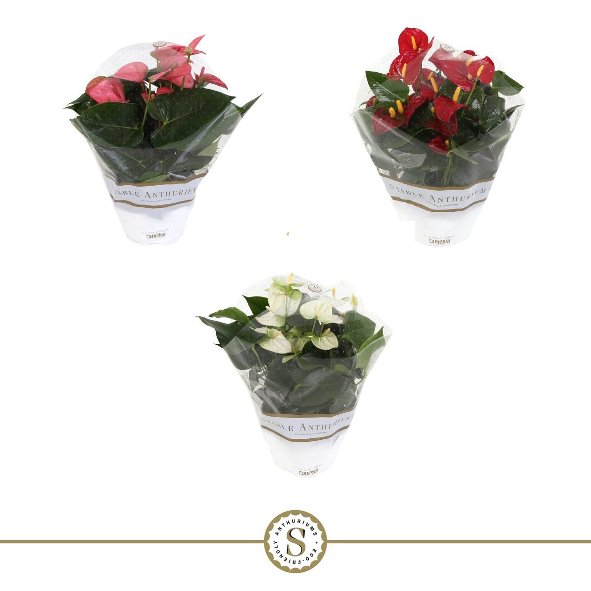 Anthurium MIX — Plant Wholesale FlorAccess