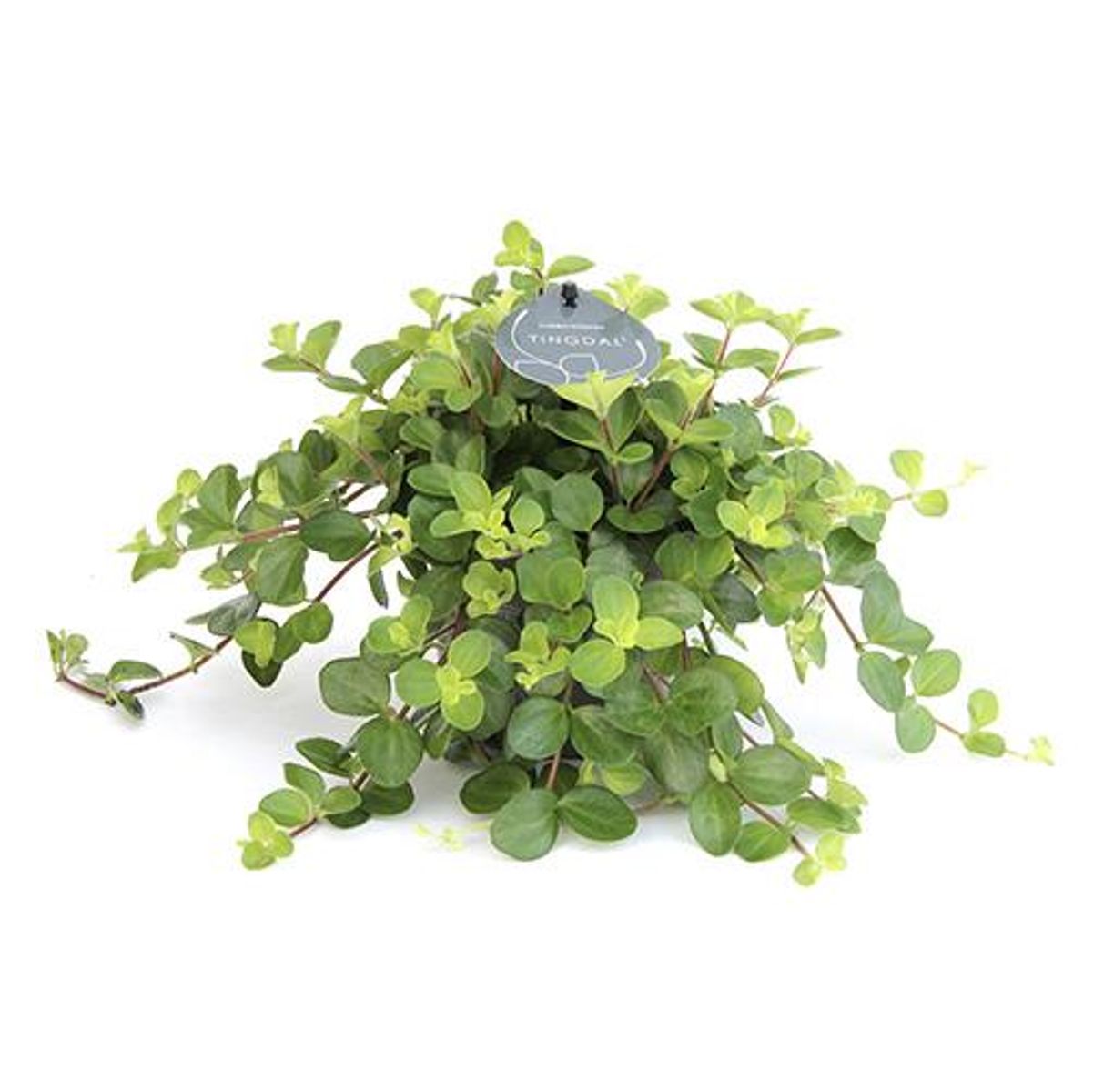 Peperomia rotundifolia — Plant Wholesale FlorAccess