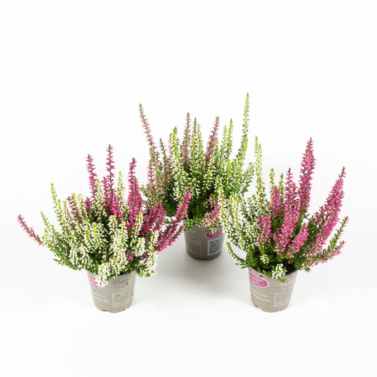 Calluna vulgaris GARDEN GIRLS MIX IN POT — Plant Wholesale FlorAccess