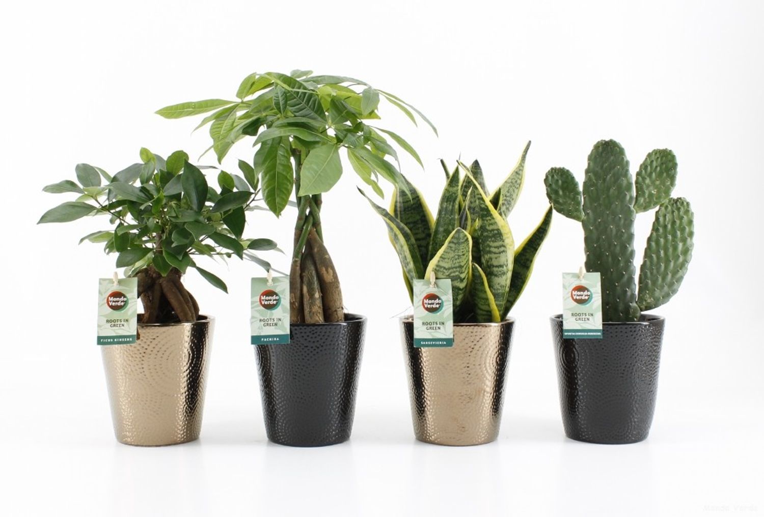 Houseplants MIX — Plant Wholesale FlorAccess