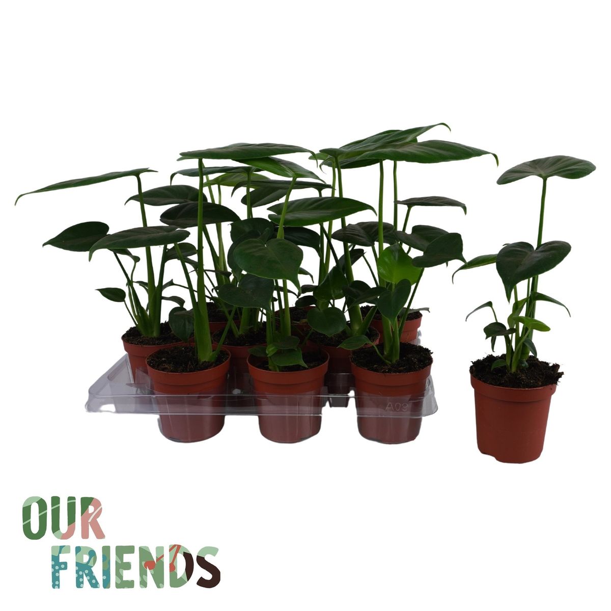 Monstera deliciosa — Plant Wholesale FlorAccess