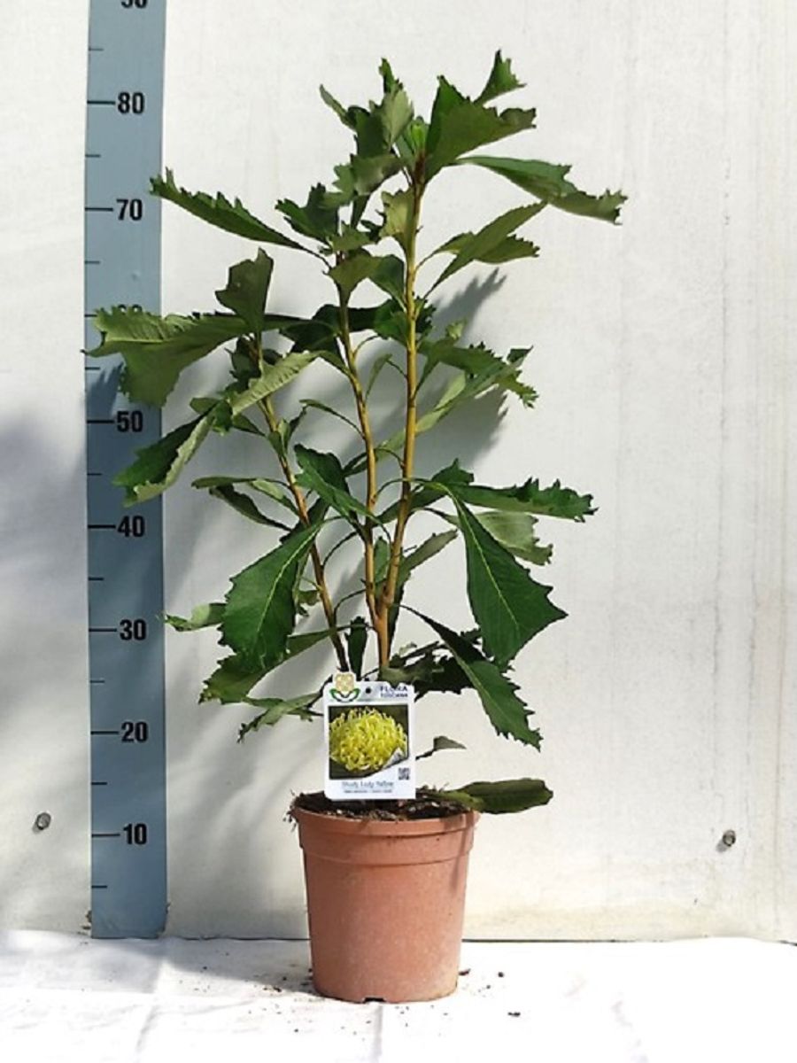 Telopea SHADY LADY YELLOW — Plant Wholesale FlorAccess