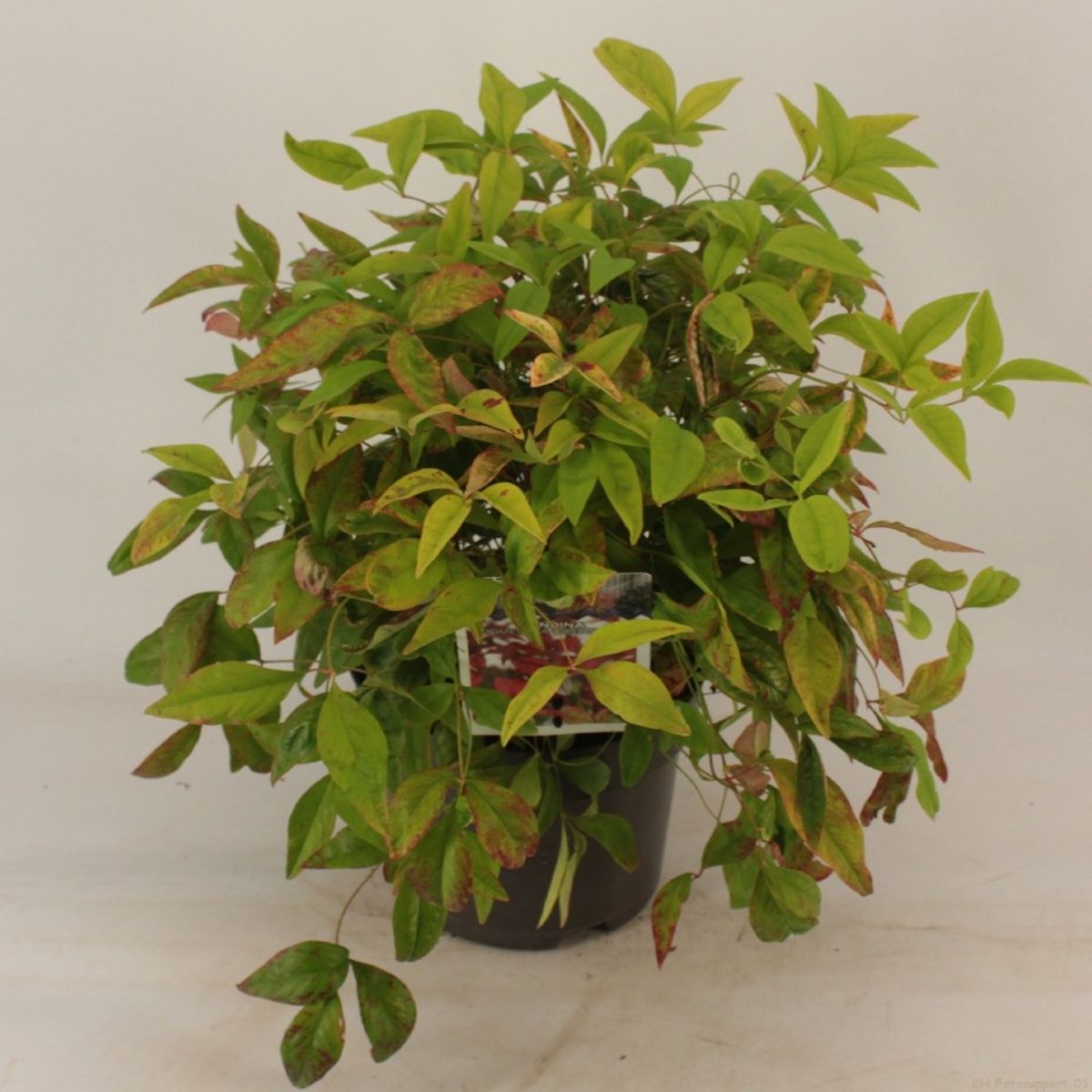 Nandina domestica 'Fire Power' — Plant Wholesale FlorAccess