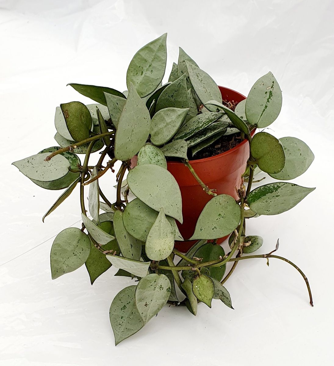 Hoya krohniana 'Eskimo' — Plant Wholesale FlorAccess