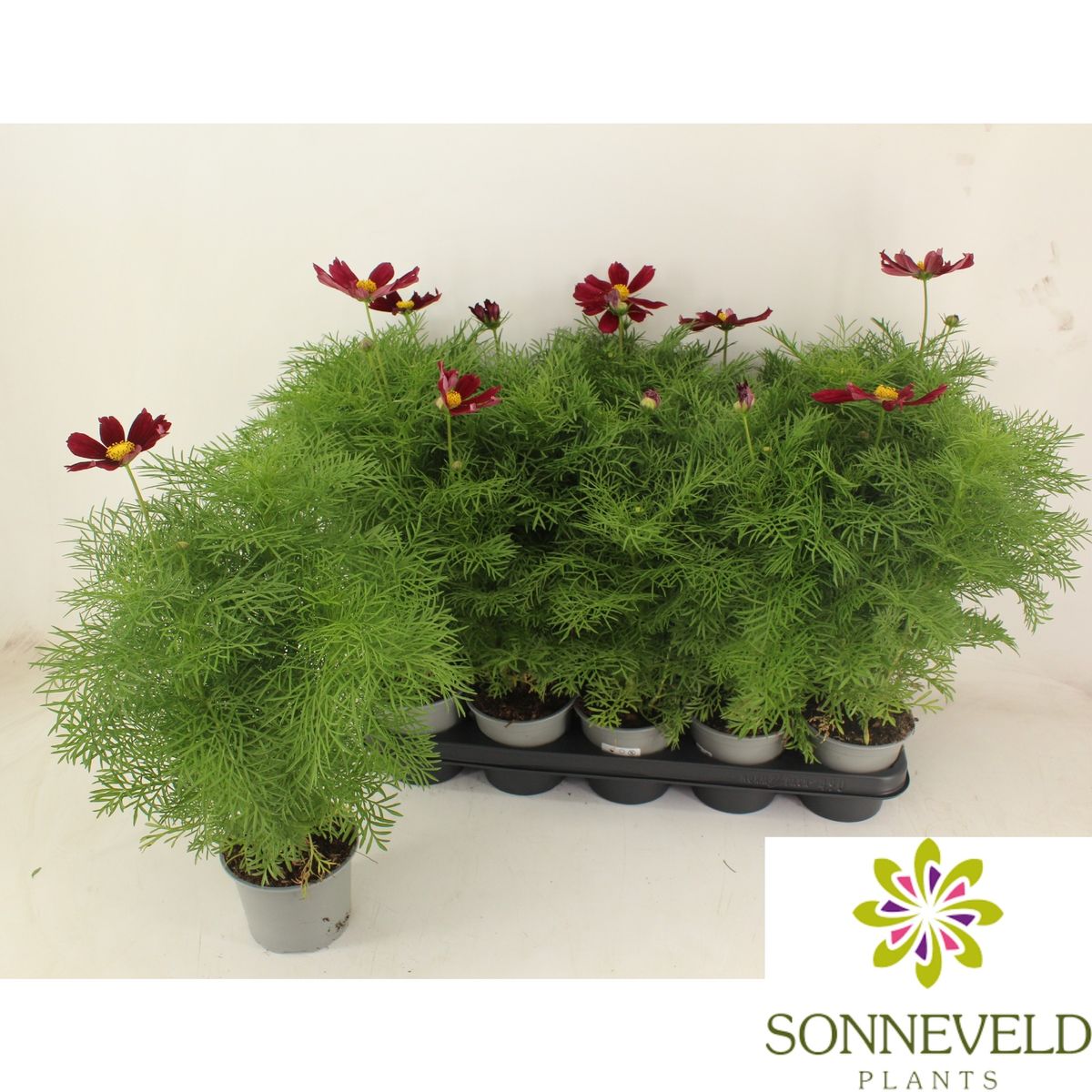 Cosmos bipinnatus 'Casanova Red' — Plant Wholesale FlorAccess