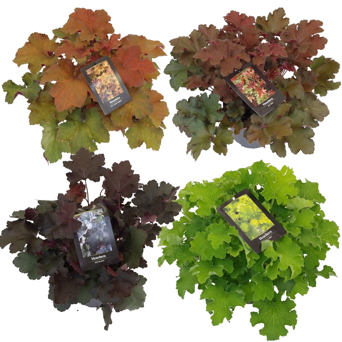 Heuchera MIX — Plant Wholesale FlorAccess