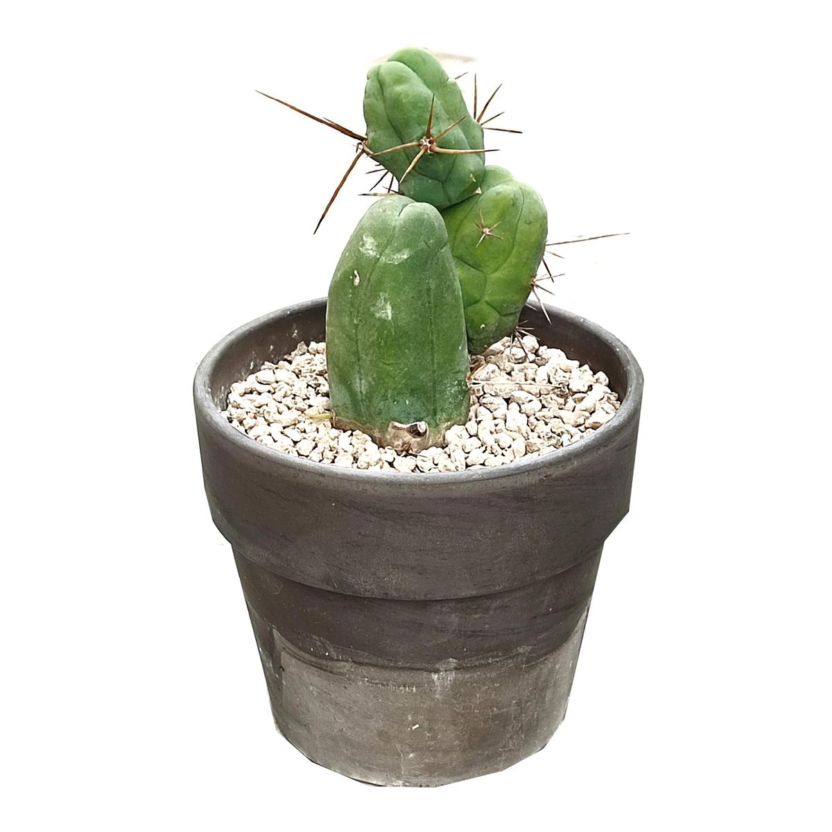 Trichocereus bridgesii monstruosus — Plant Wholesale FlorAccess
