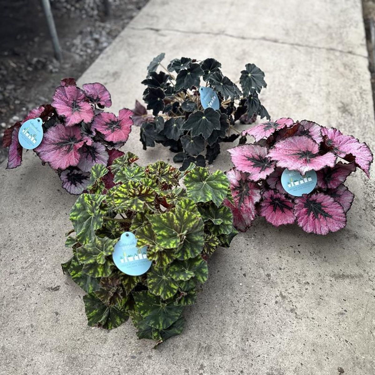 Begonia bowerae 'Tiger' — Plant Wholesale FlorAccess