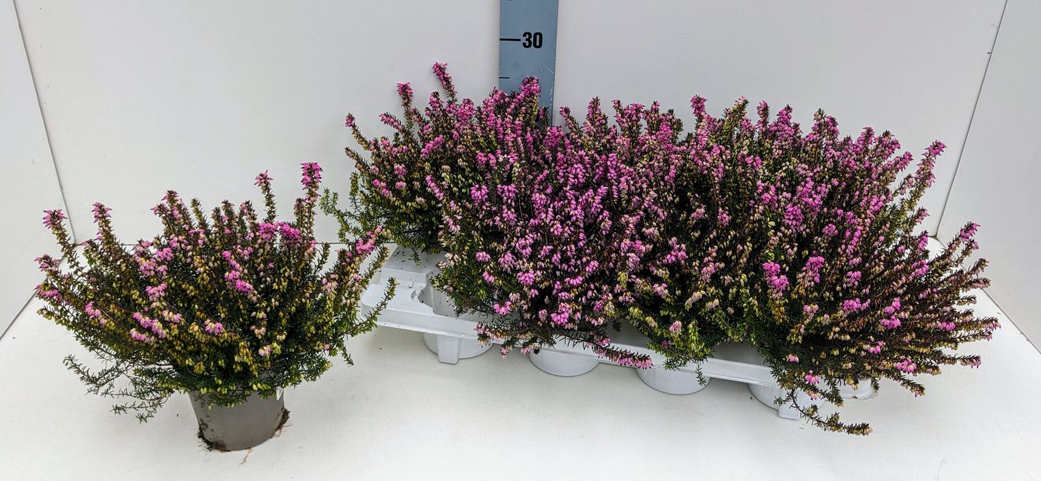 Erica x darleyensis 'Red Spring Surprise' — Plant Wholesale FlorAccess