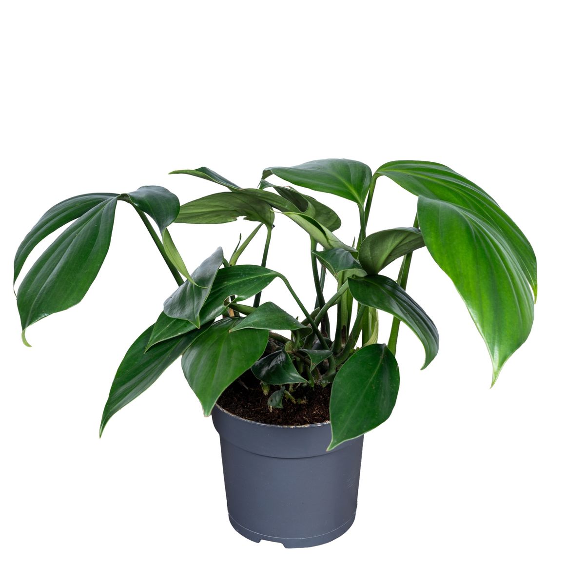 Philodendron 'Dragon Tail' — Plant Wholesale FlorAccess
